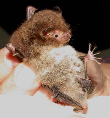 Earley Environmental Group - Bat Walk Results