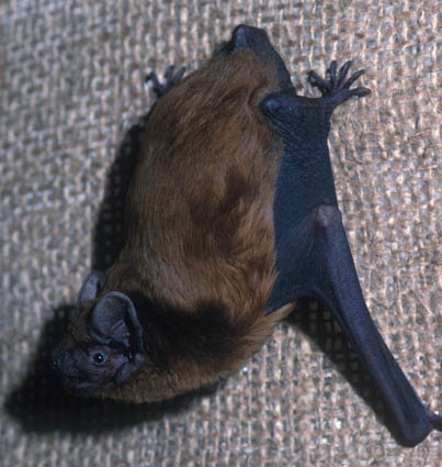 Earley Environmental Group - Bat Walk Results